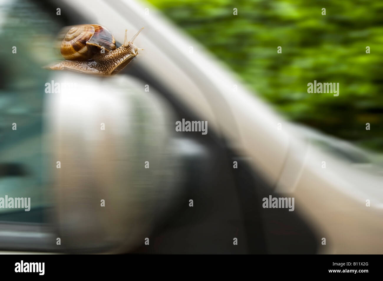 Snail raiding a rear view mirror on a car to reach as fast as possible ...