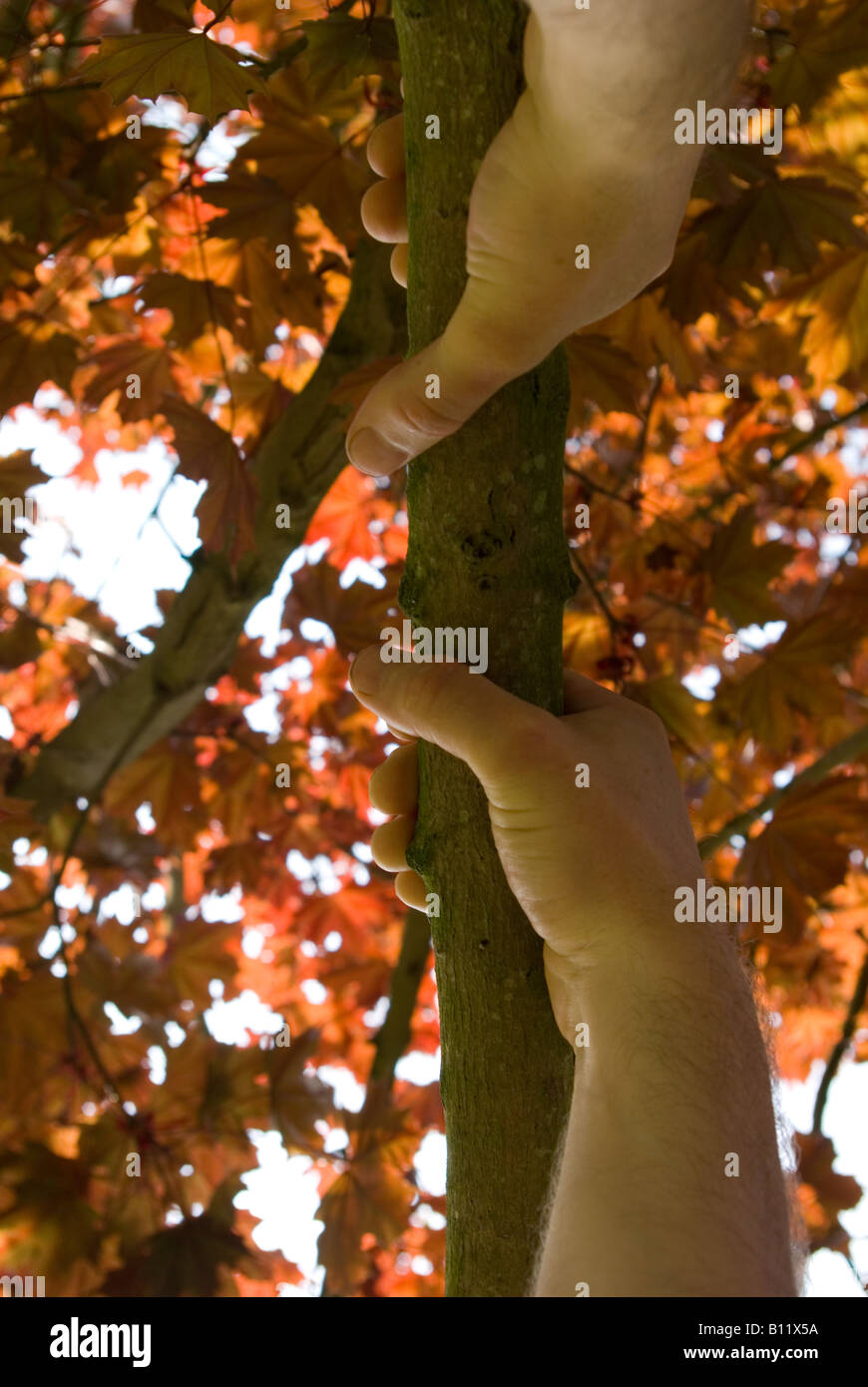 two hands holding overhead branch Stock Photo - Alamy