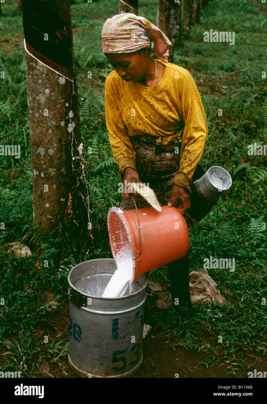 Rubber tapper women working in a rubber plantation in Central Java ...
