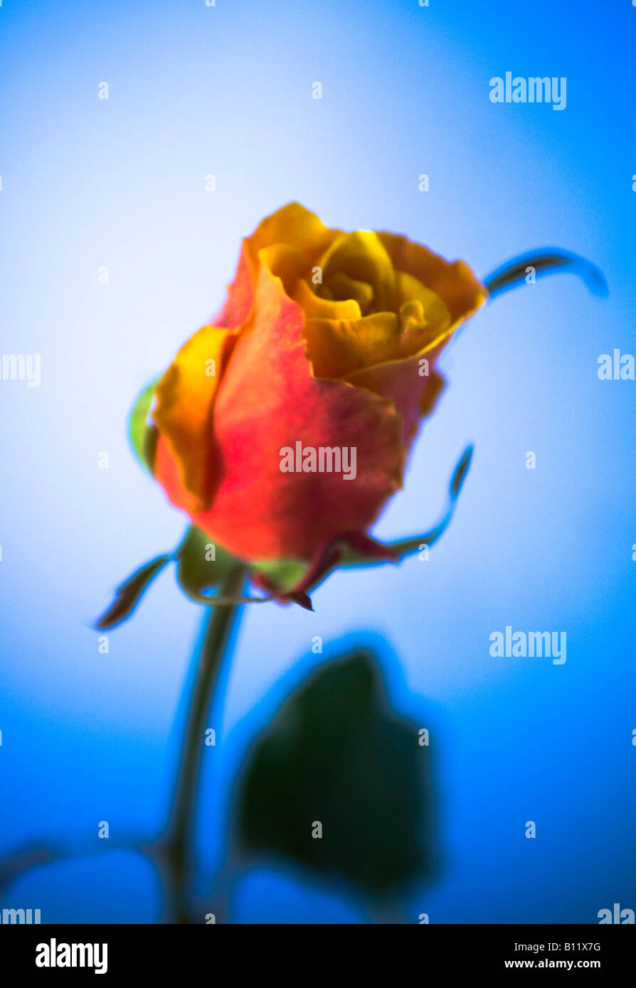 Rose flowers roses english England dramatic colorful colourful pretty ...
