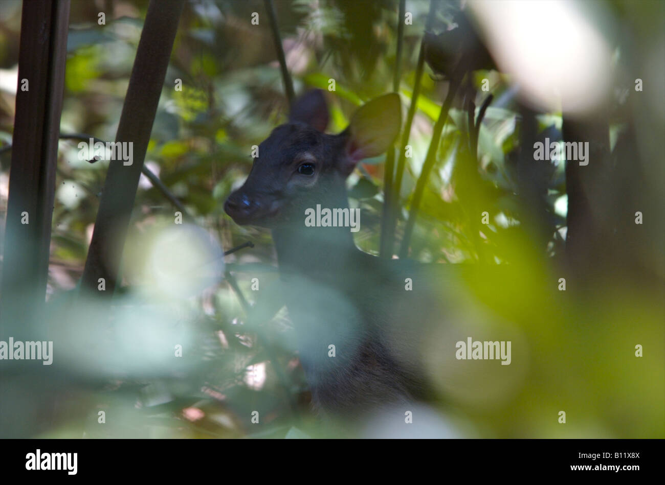 gray brocket deer (Mazama gouazoupira) in Brazilian rainforest Stock ...