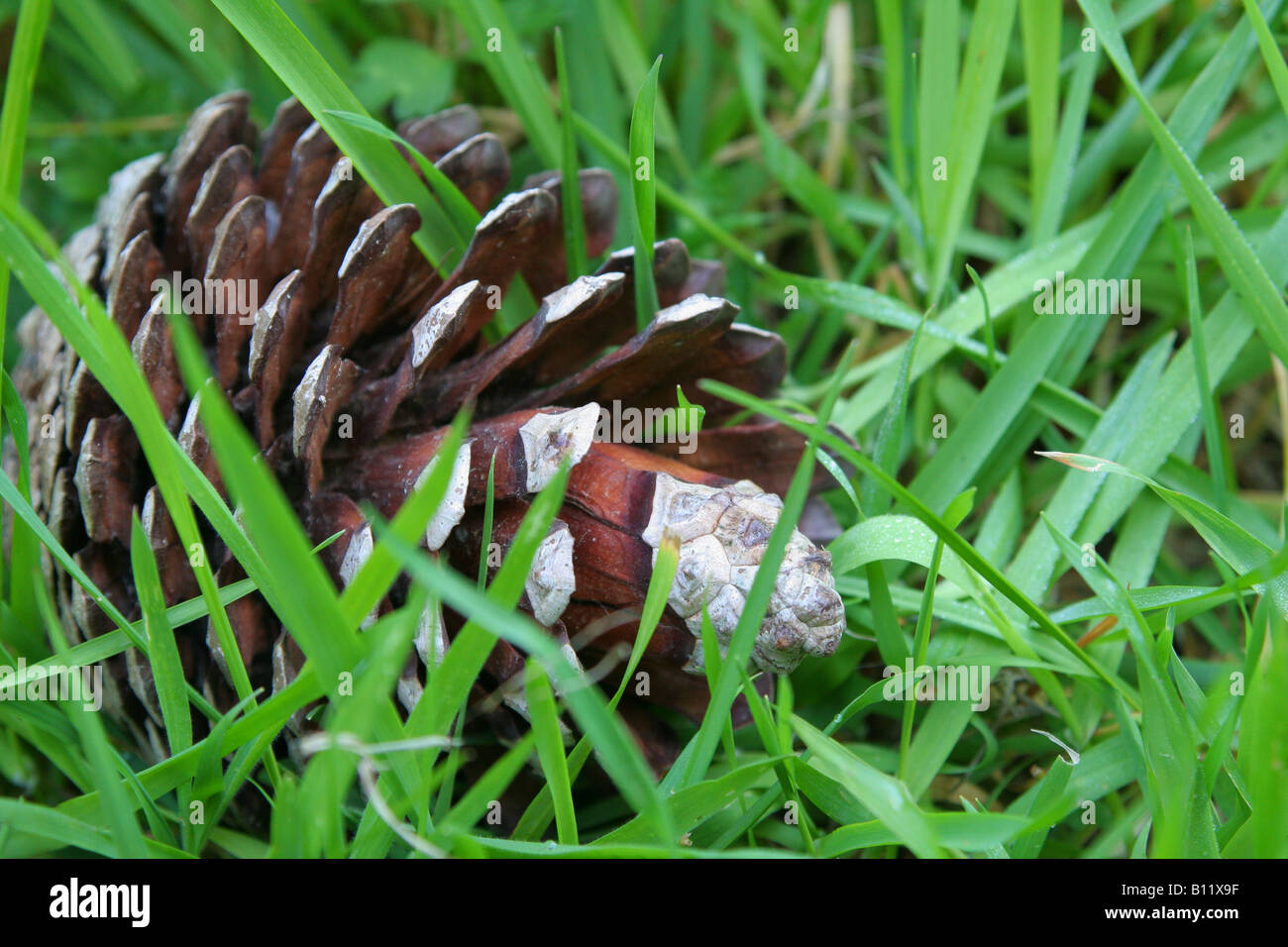 Large pine cone lying in grass Stock Photo - Alamy