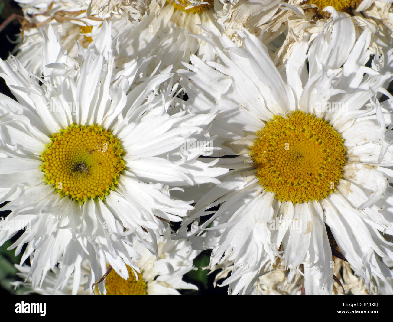 Severl hi-res stock photography and images - Alamy