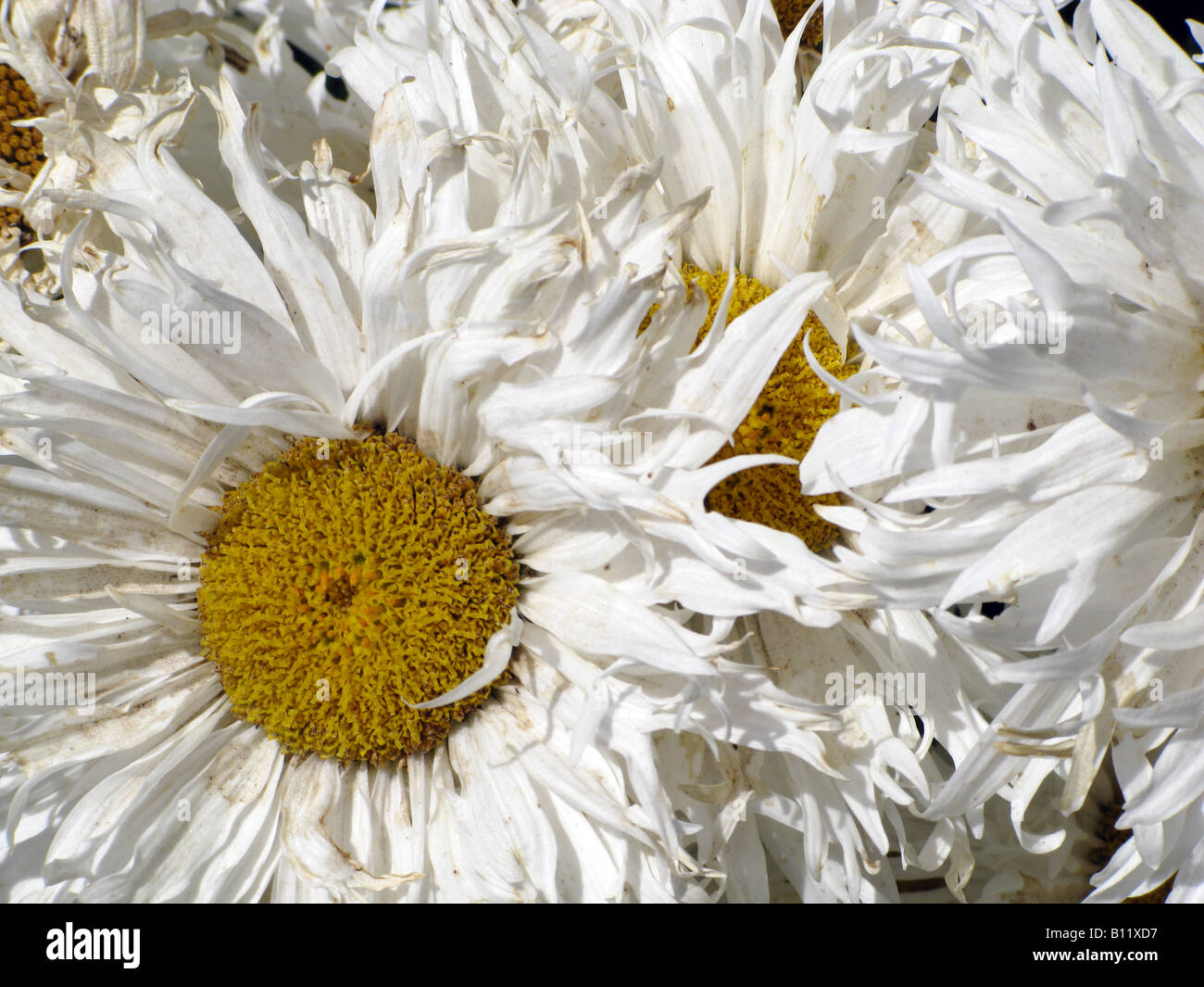 Ama icon hi-res stock photography and images - Alamy