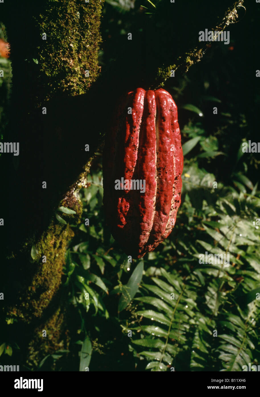 The cocoa fruit in Central Java Indonesia Stock Photo - Alamy