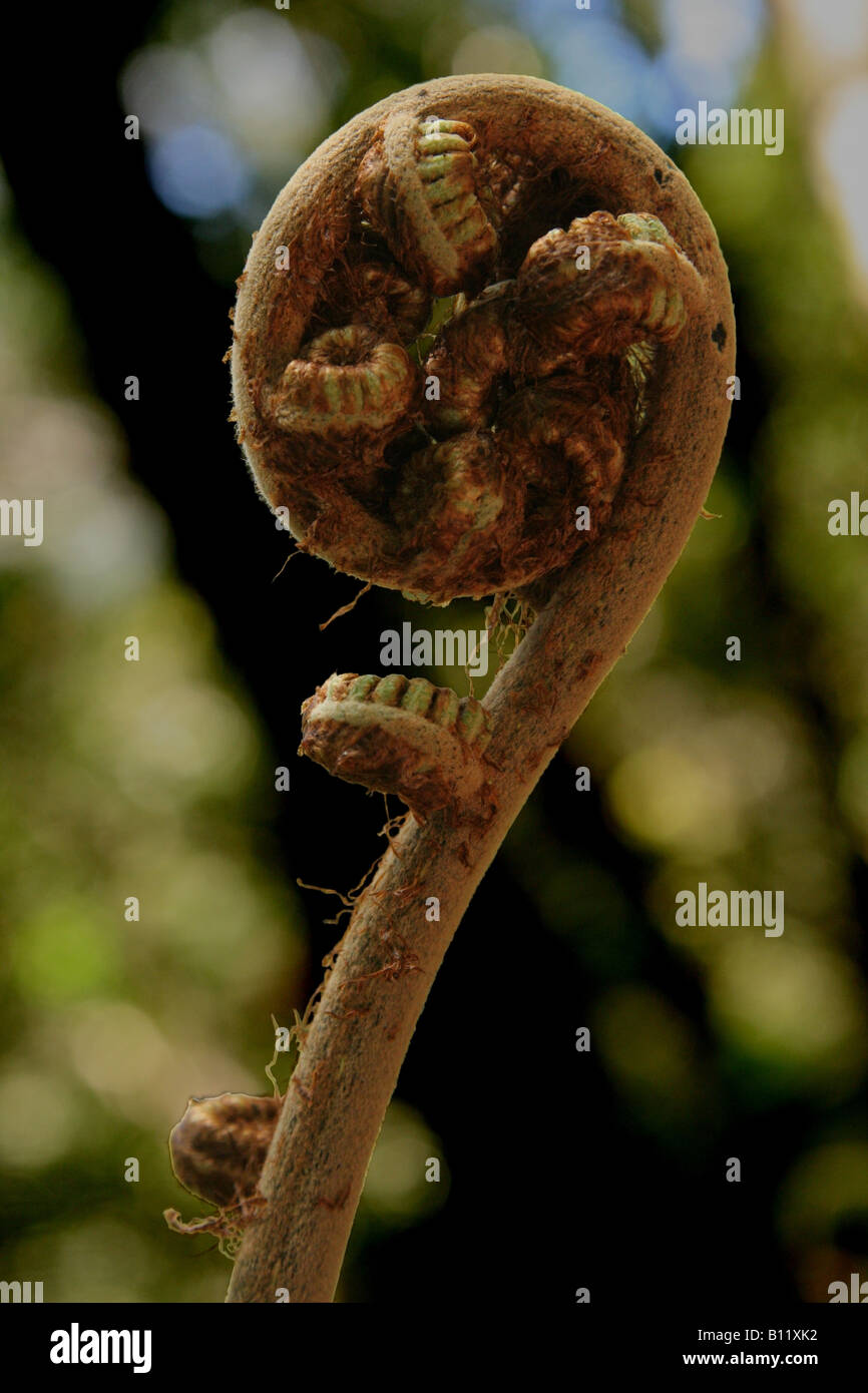 Fern frond (koru) curled up against darkened background Stock Photo - Alamy