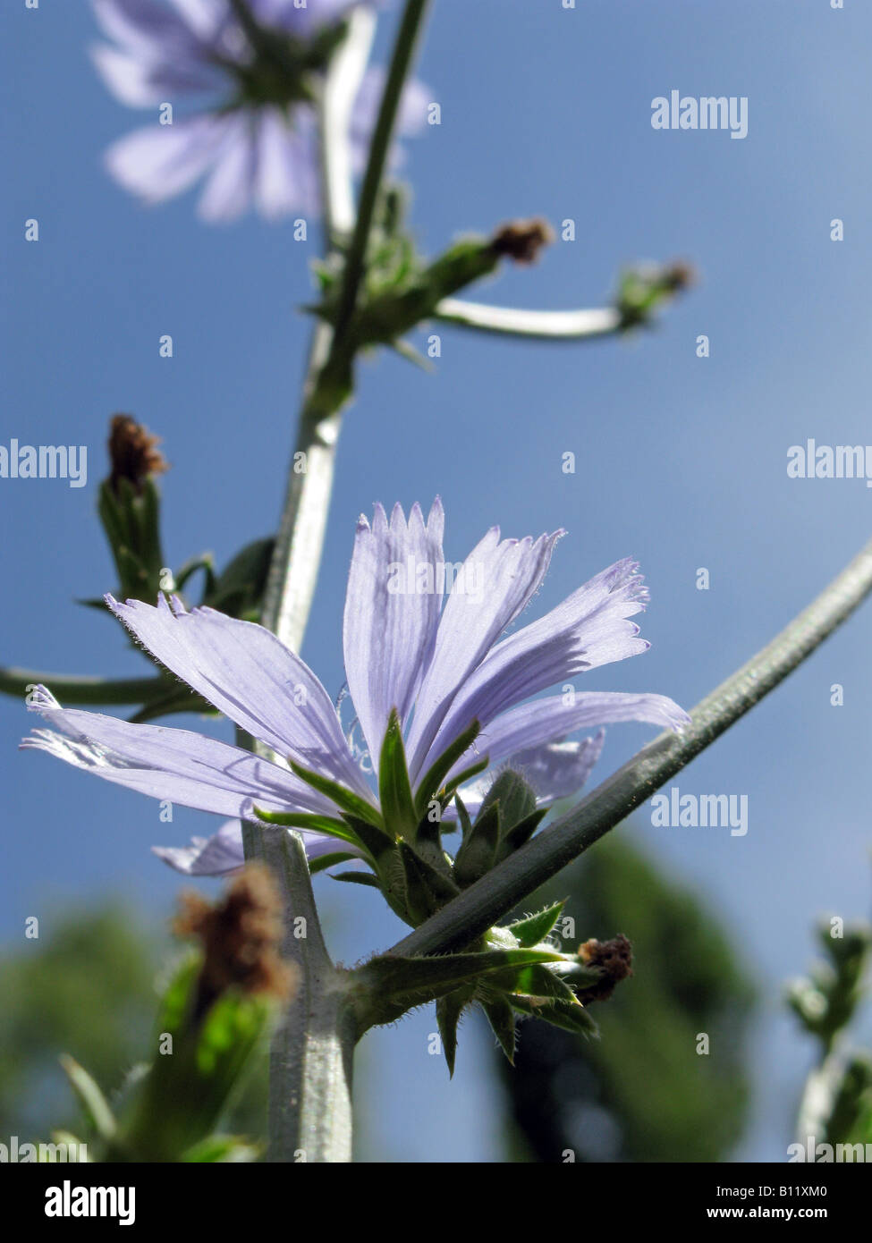 Malva verde hi-res stock photography and images - Alamy