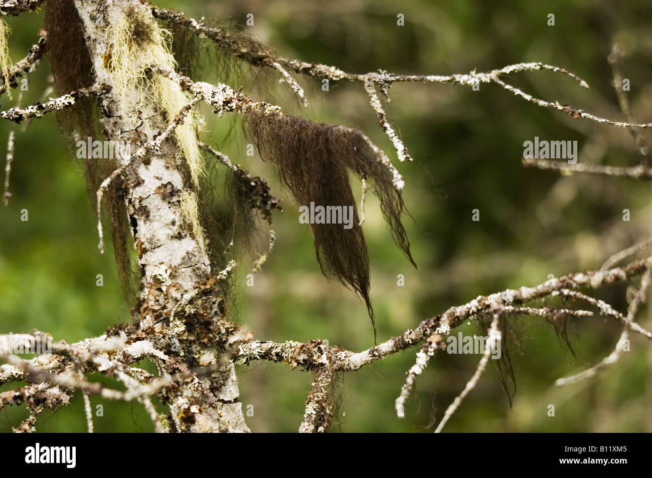 Moss growing ob a birch tree Stock Photo - Alamy