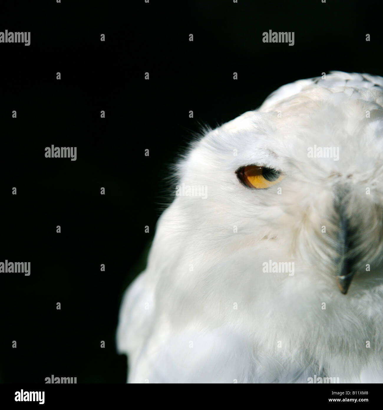 Snowy owl face hi-res stock photography and images - Alamy