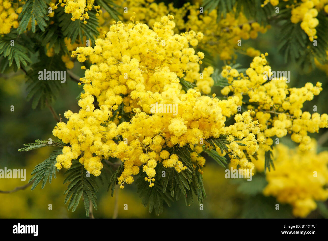 Silver Wattle = Acacia dealbata Stock Photo - Alamy