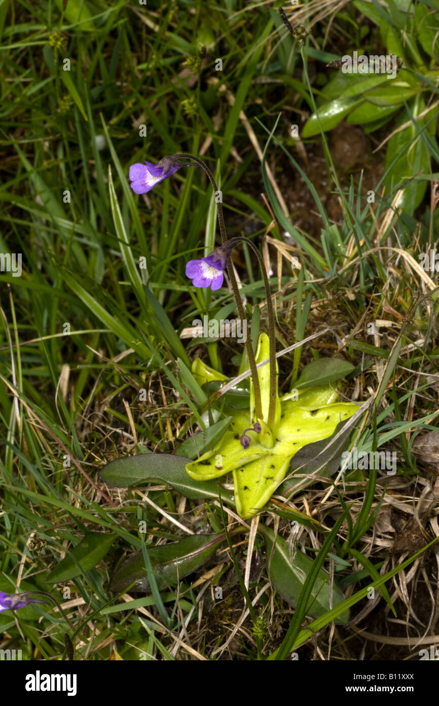 Purple pinguicula flower hi-res stock photography and images - Alamy