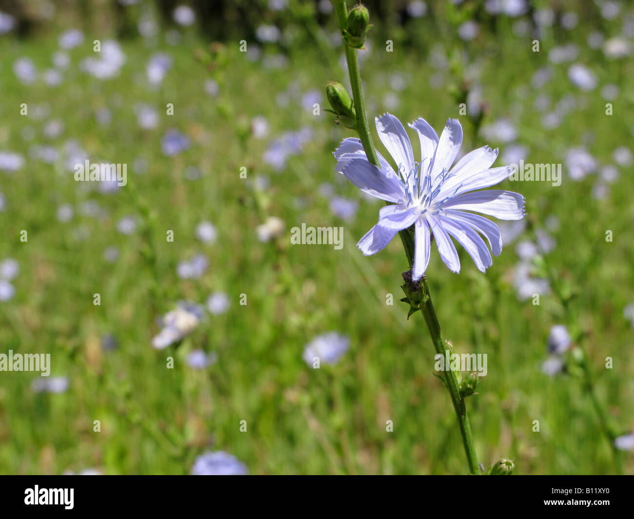 Cielo malva hi-res stock photography and images - Alamy