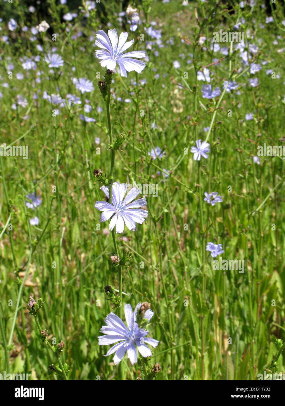Cielo malva hi-res stock photography and images - Alamy