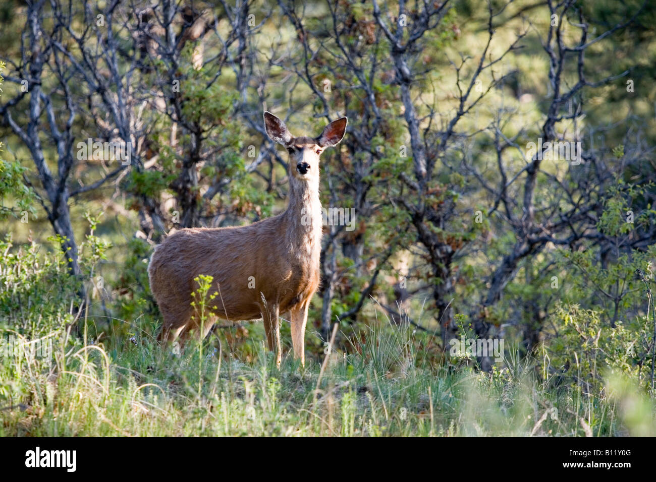 Beautiful Deer in the Spring Stock Photo - Alamy