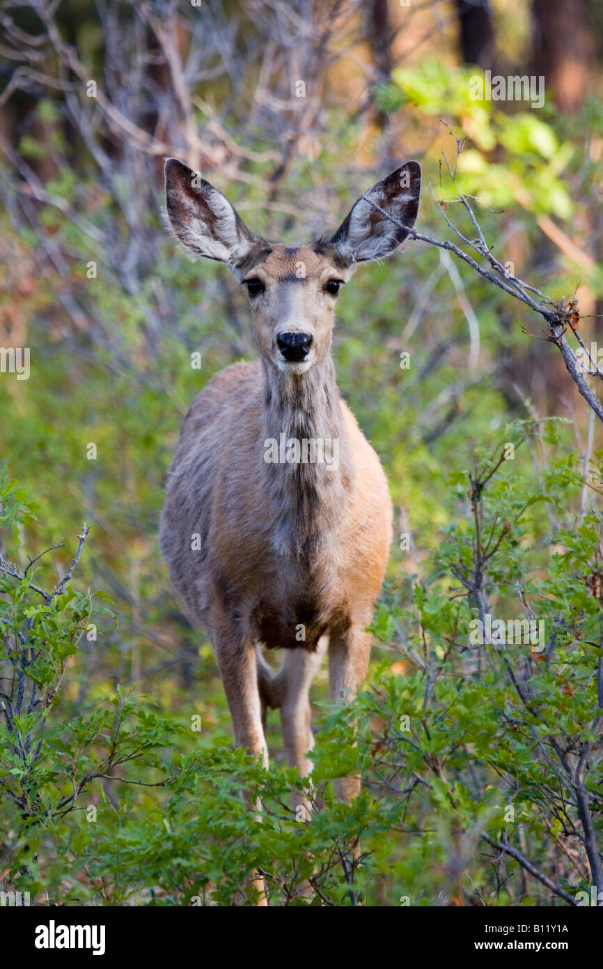 Mule deer in spring hi-res stock photography and images - Alamy