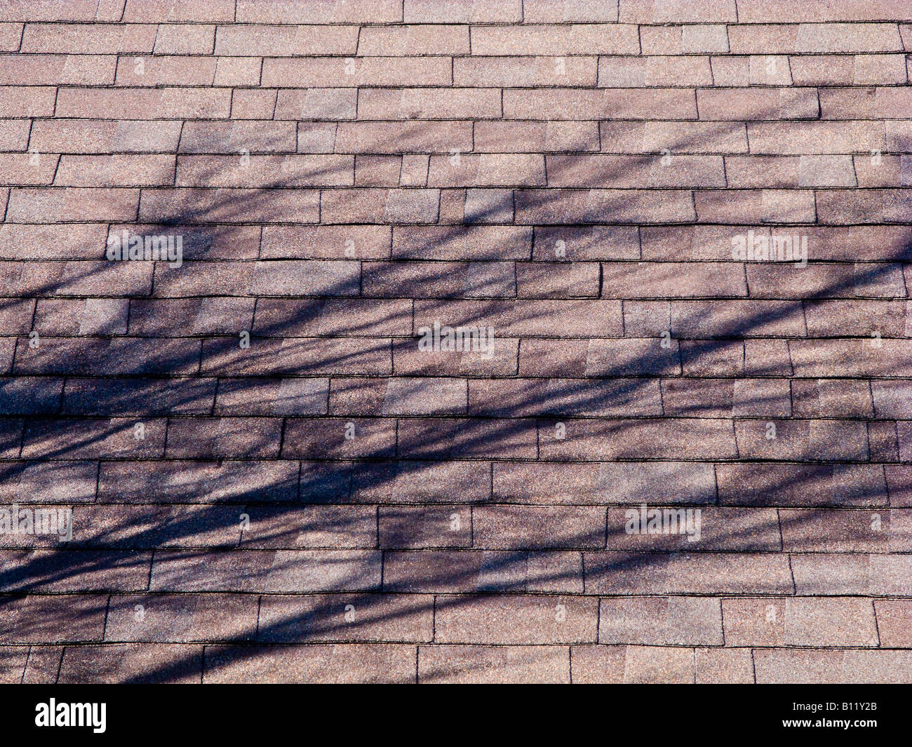 Bare tree branch shadows on roof Seattle Washington Stock Photo - Alamy
