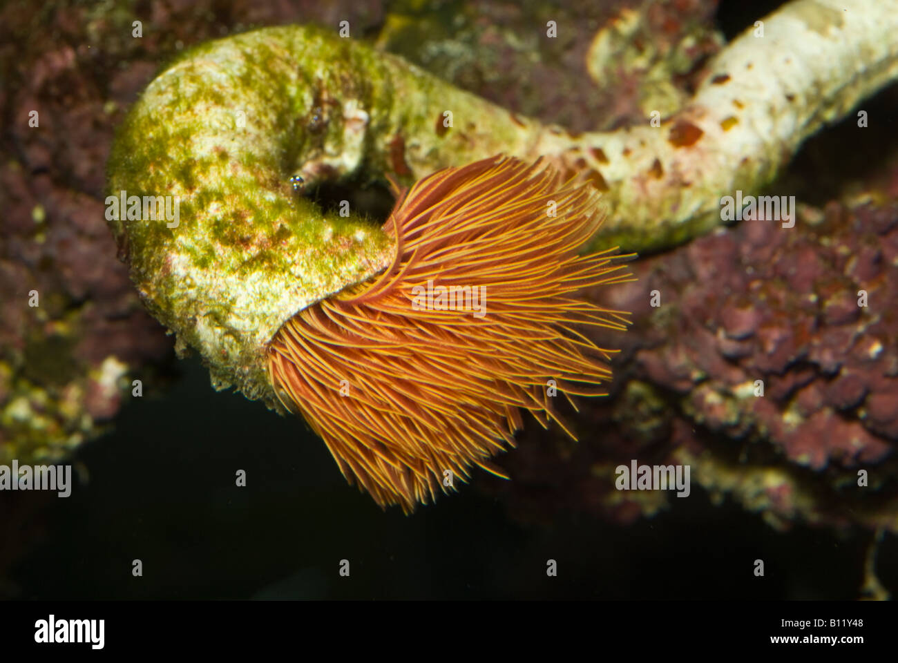 Anellidae reef roberto nistri invertebrates aquaria aquarium horizontal ...