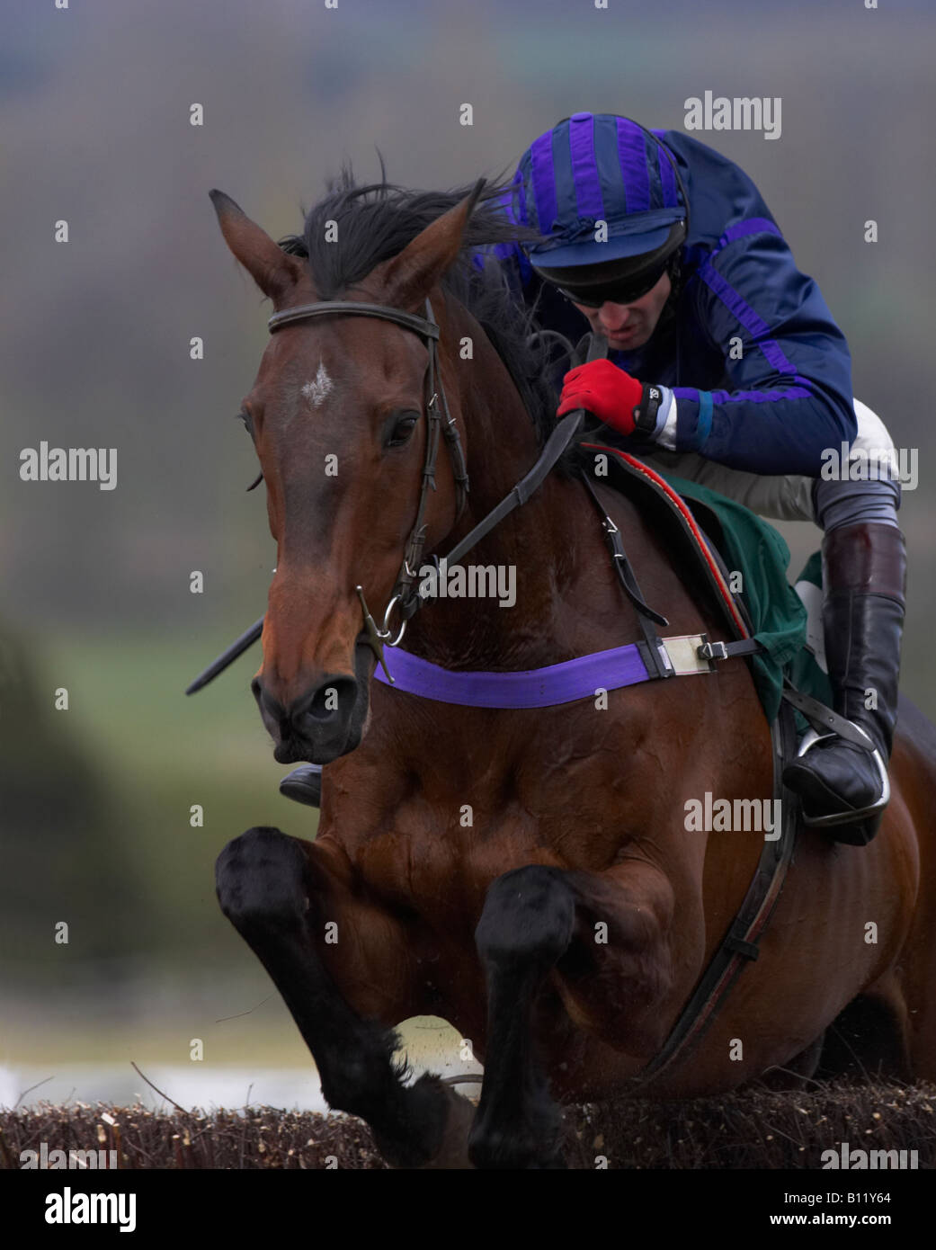 Horse racing jockey jumping a jump Stock Photo - Alamy