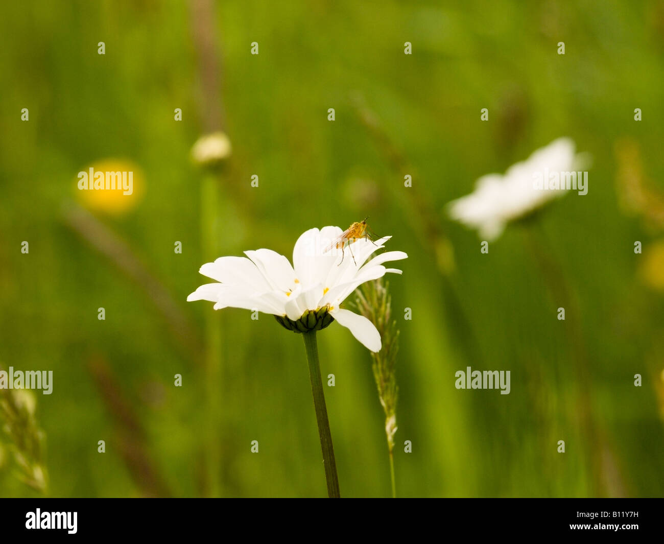 White Daisy with a mosquito Stock Photo - Alamy