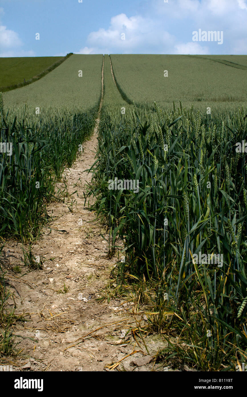 Tracks in a corn field Stock Photo - Alamy
