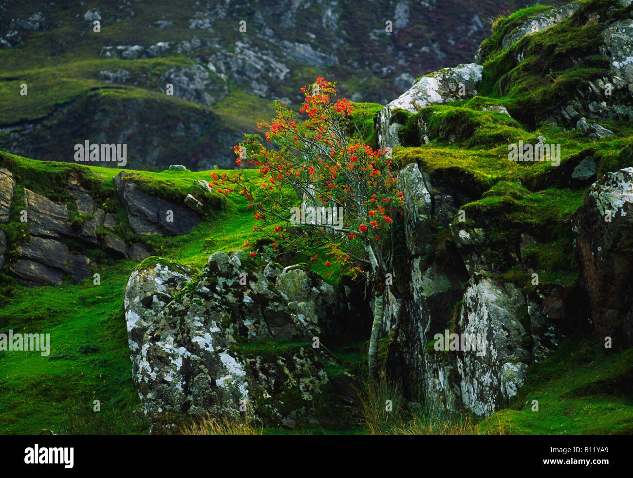 County Donegal, Ireland, Rowan tree Stock Photo - Alamy