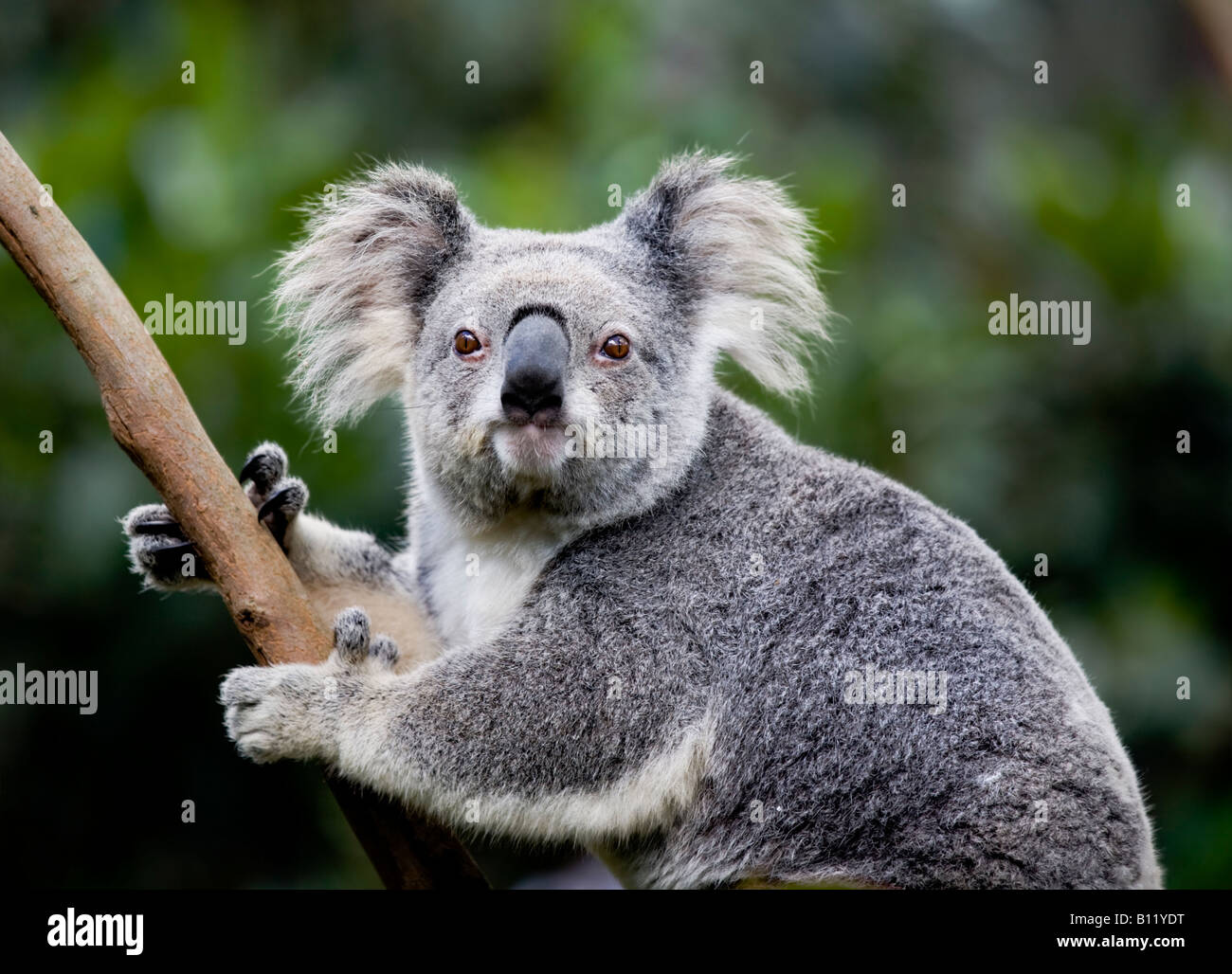 Tired koala hi-res stock photography and images - Alamy