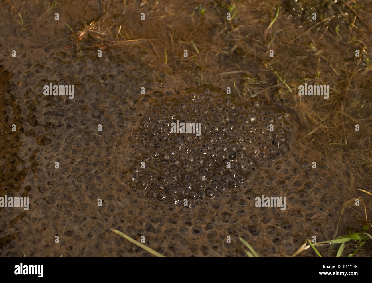 Multiple frogs hi-res stock photography and images - Alamy