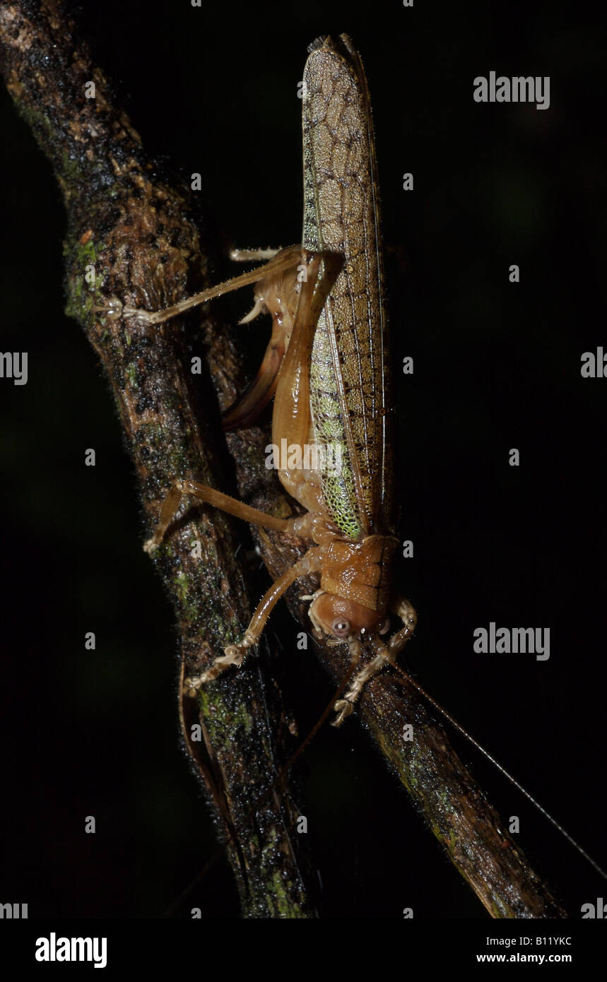 Insect laying eggs hi-res stock photography and images - Alamy