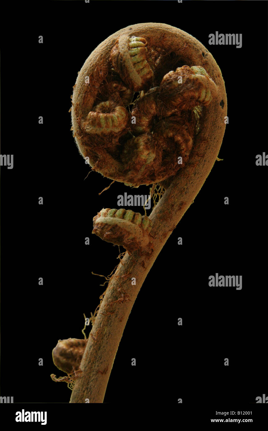 Fern frond (koru) curled up against black background Stock Photo - Alamy