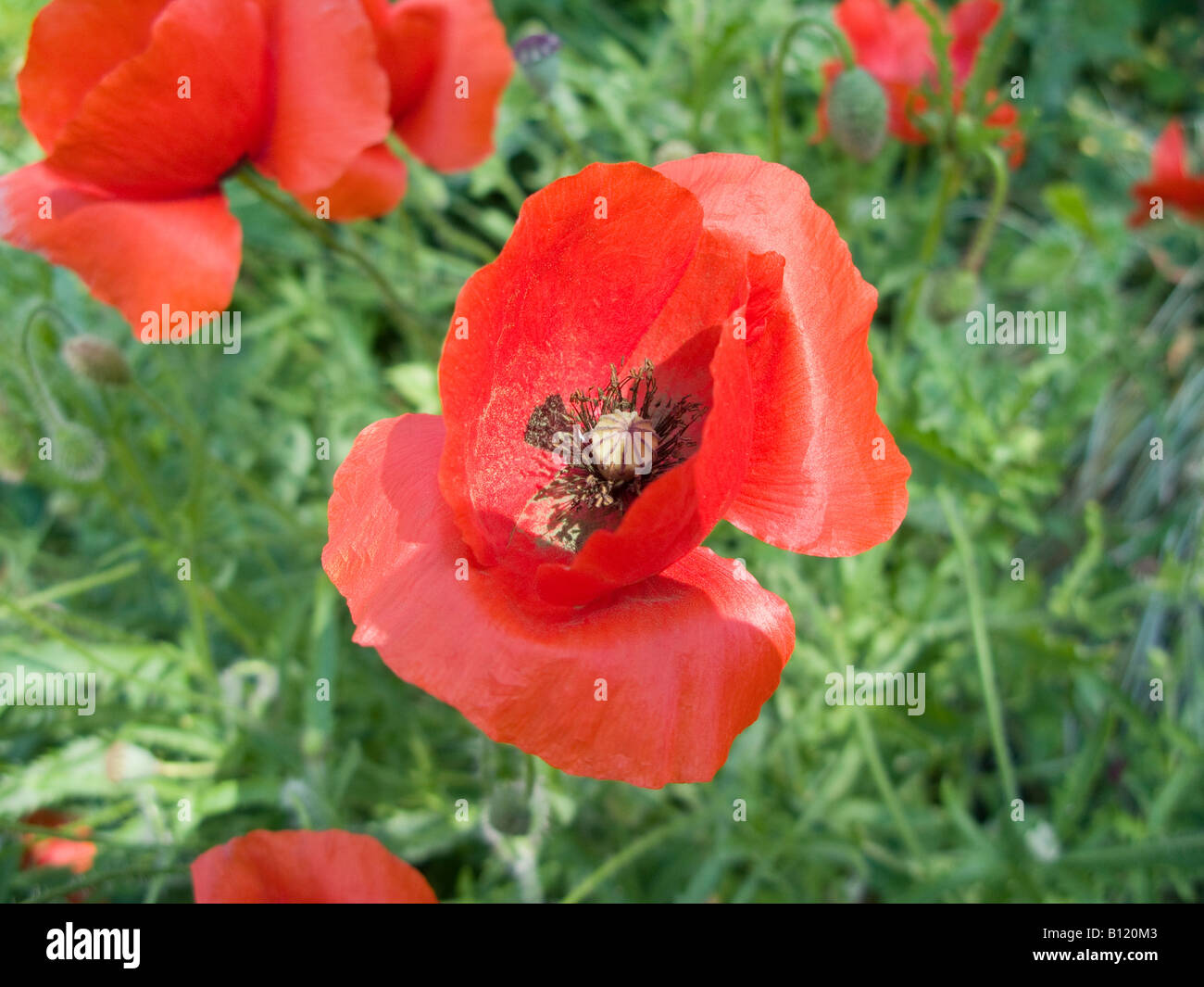 Horizontal poppy image hi-res stock photography and images - Alamy