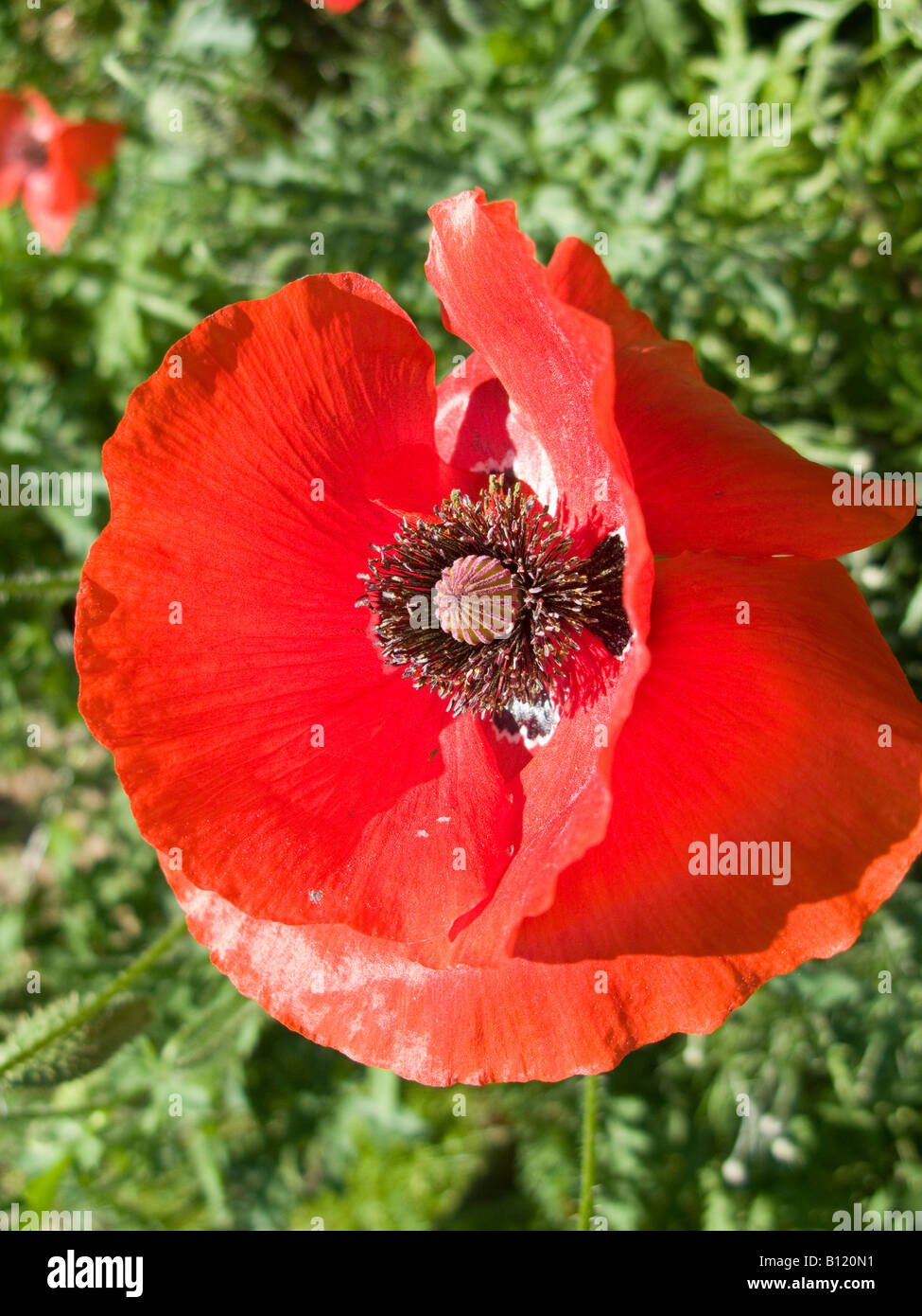 Common Red Poppy (Papaver rhoeas), flower, Washington DC, USA Stock ...