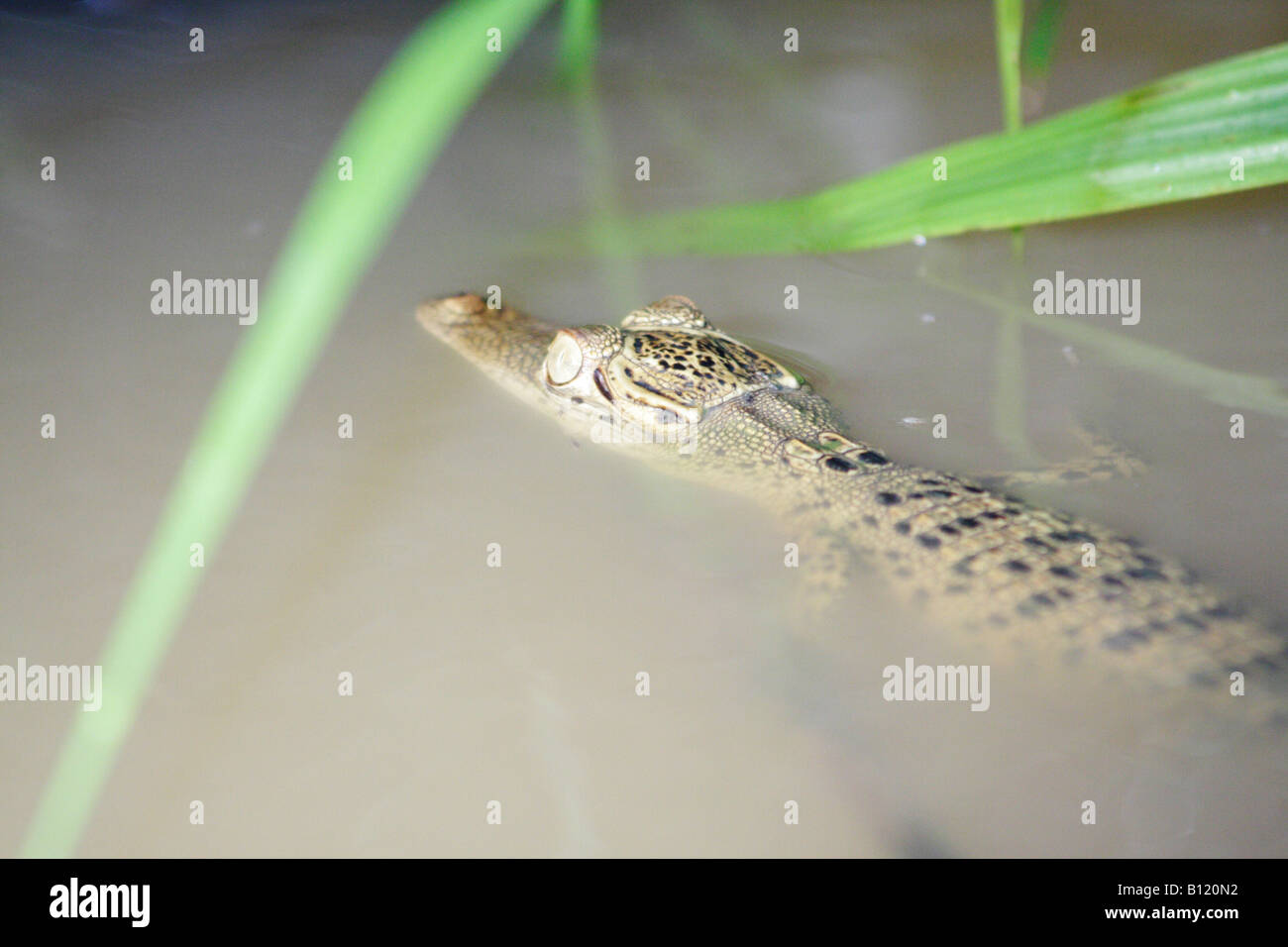 Baby crocodile hi-res stock photography and images - Alamy