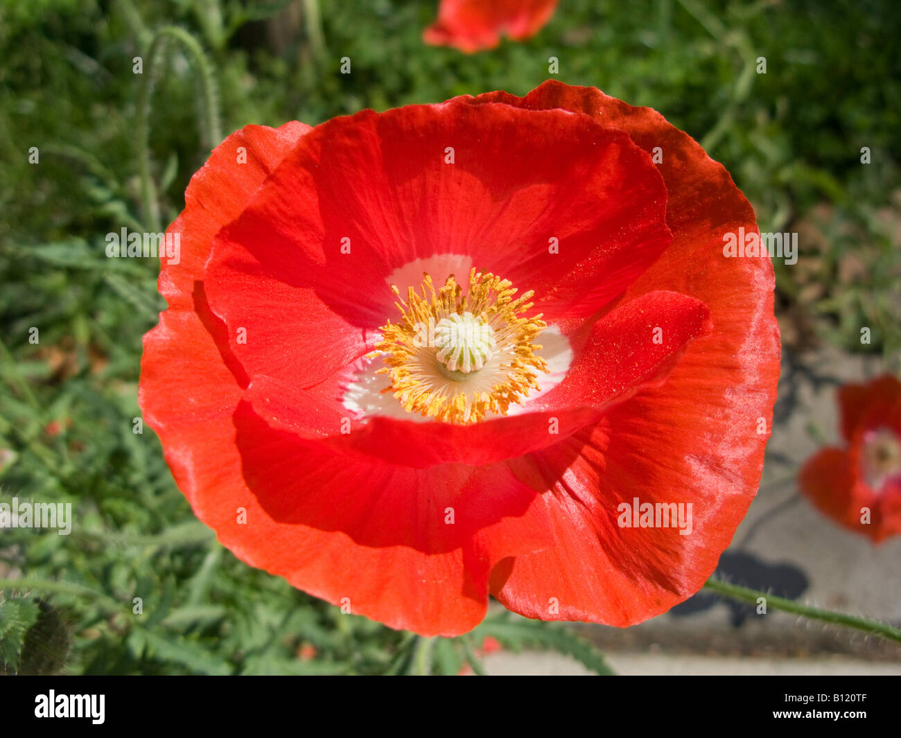 Common Red Poppy (Papaver rhoeas), flower, Washington DC, USA Stock ...