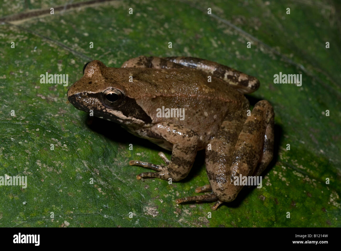 Italian stream frog, Rana italica, Ranidae, Lazio, Italy Stock Photo ...
