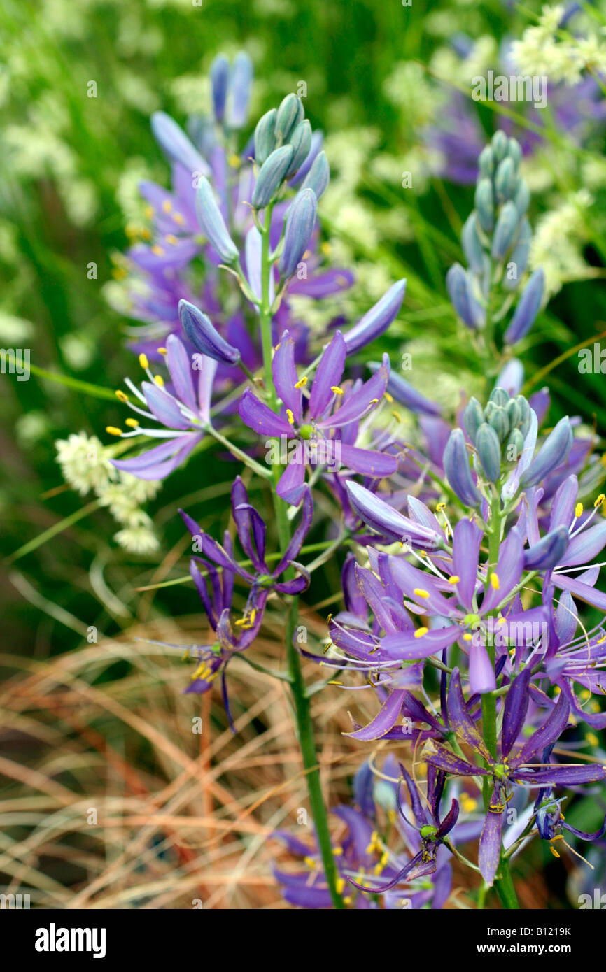 Camassia quamash hi-res stock photography and images - Alamy