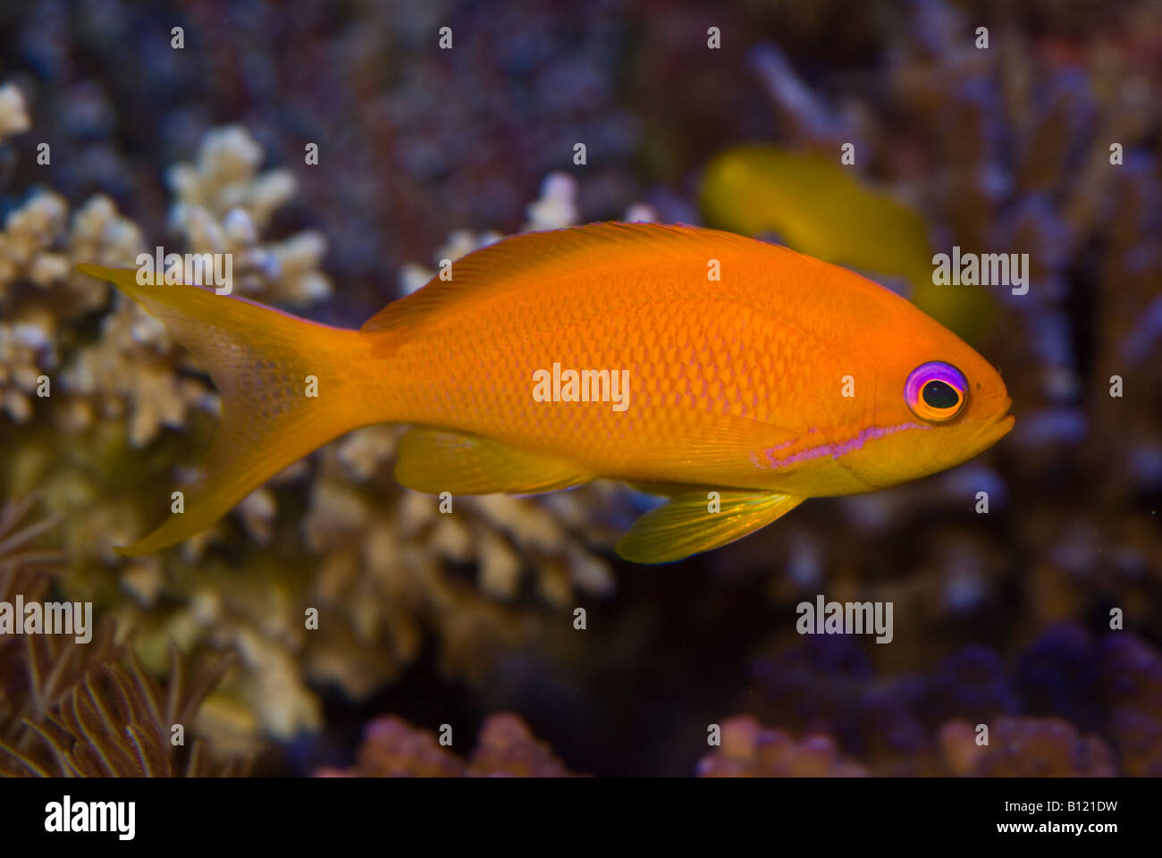 Squareback Anthias, Pseudanthias pleurotaenia, female, Serranidae Stock Photo - Alamy