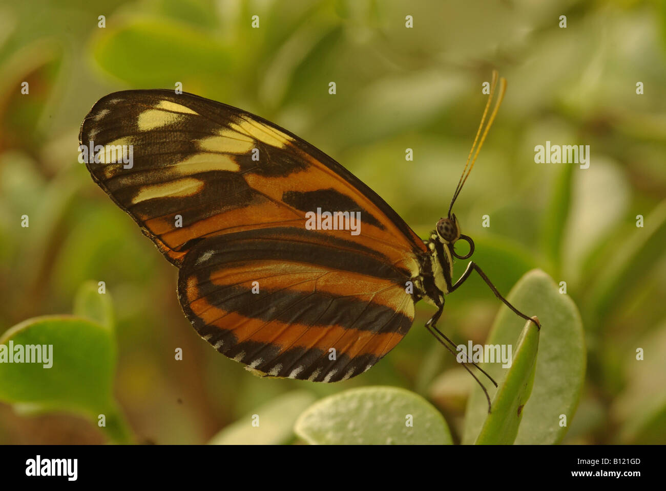 Heliconius butterflies hi-res stock photography and images - Alamy