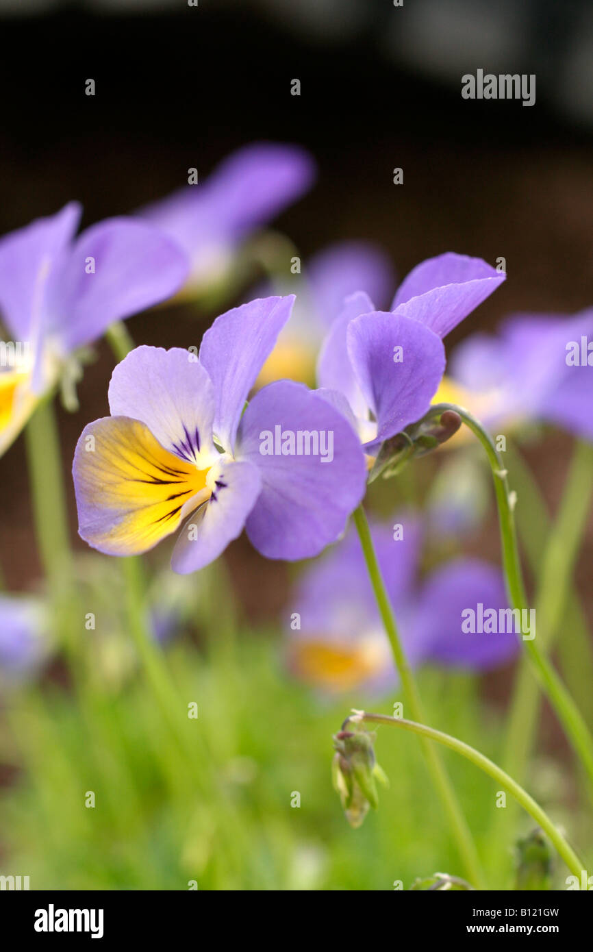 VIOLA ARDROSS GEM Stock Photo - Alamy