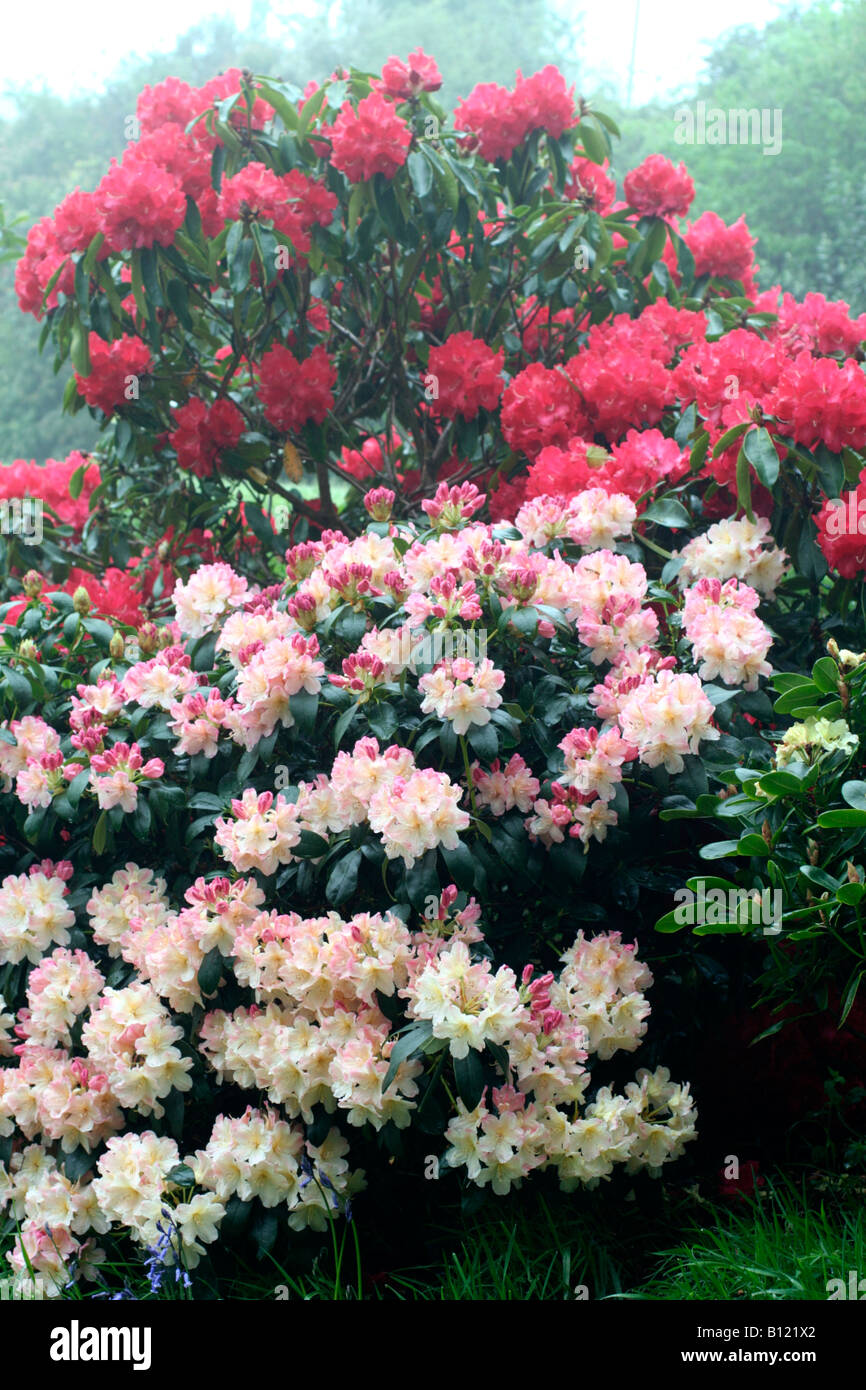 Rhododendron percy wiseman hi-res stock photography and images - Alamy
