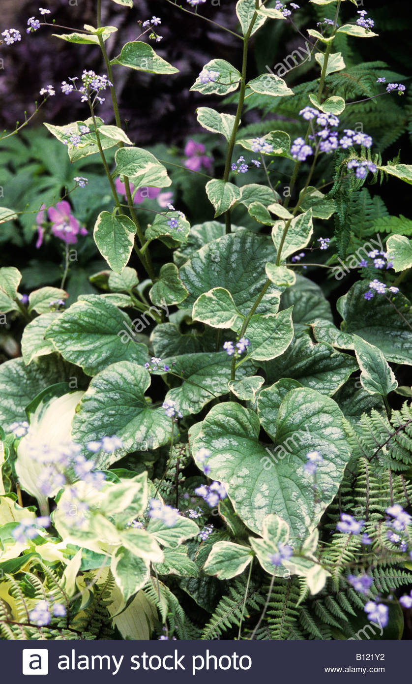 Brunnera Garden Border Stock Photos & Brunnera Garden Border Stock ...