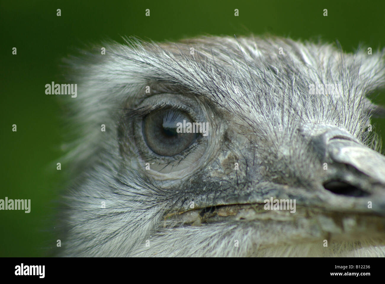 Close up of the head of a rhea, Rhea americana Stock Photo - Alamy