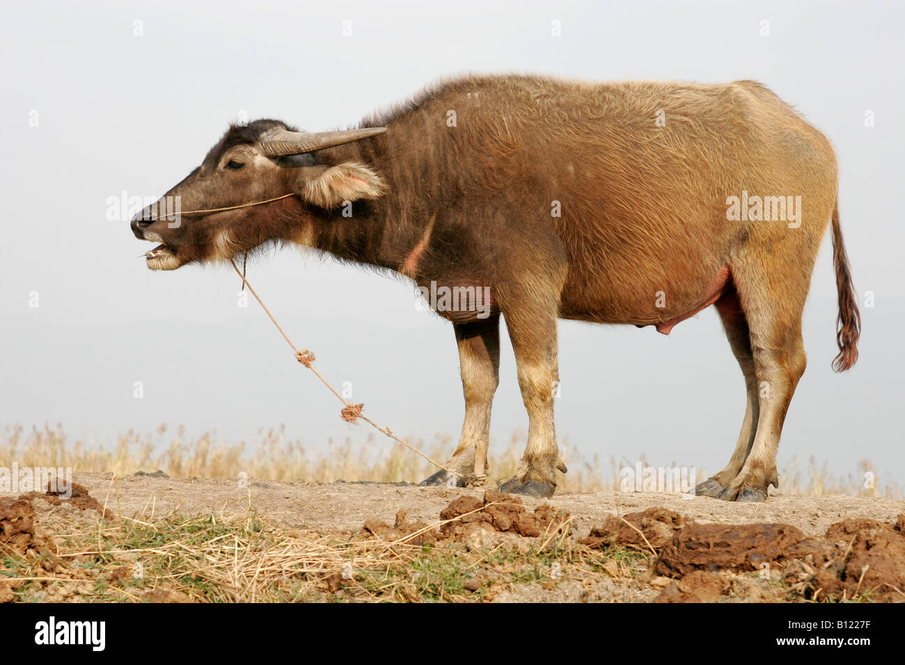 Myanmar ox cow water hi-res stock photography and images - Alamy