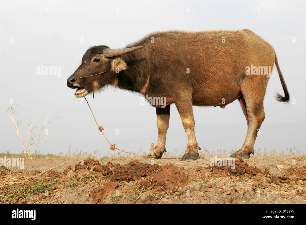 Water buffalo, Myanmar (Burma Stock Photo - Alamy