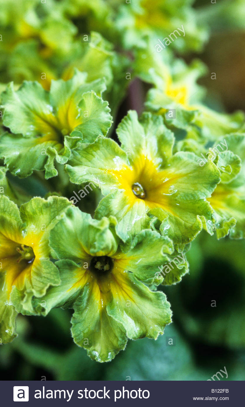 Francisca Stock Photos & Francisca Stock Images - Alamy