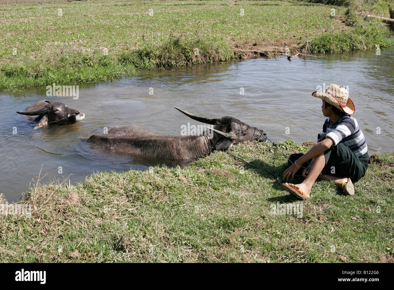 Water buffalo, Myanmar (Burma Stock Photo - Alamy