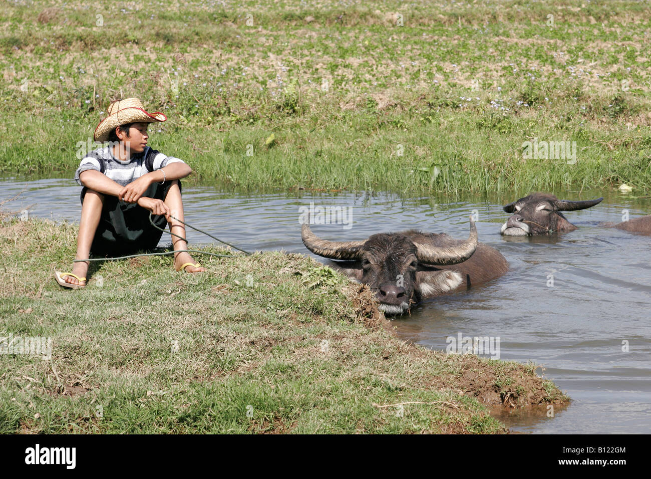 Man washing buffalo hi-res stock photography and images - Alamy