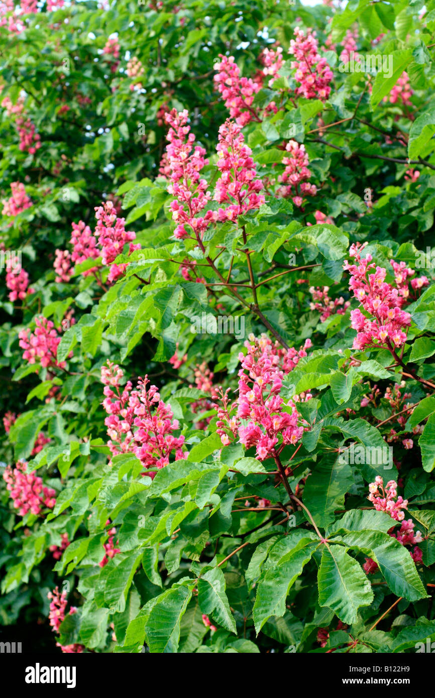 Pink horse chestnut aesculus hi-res stock photography and images - Alamy