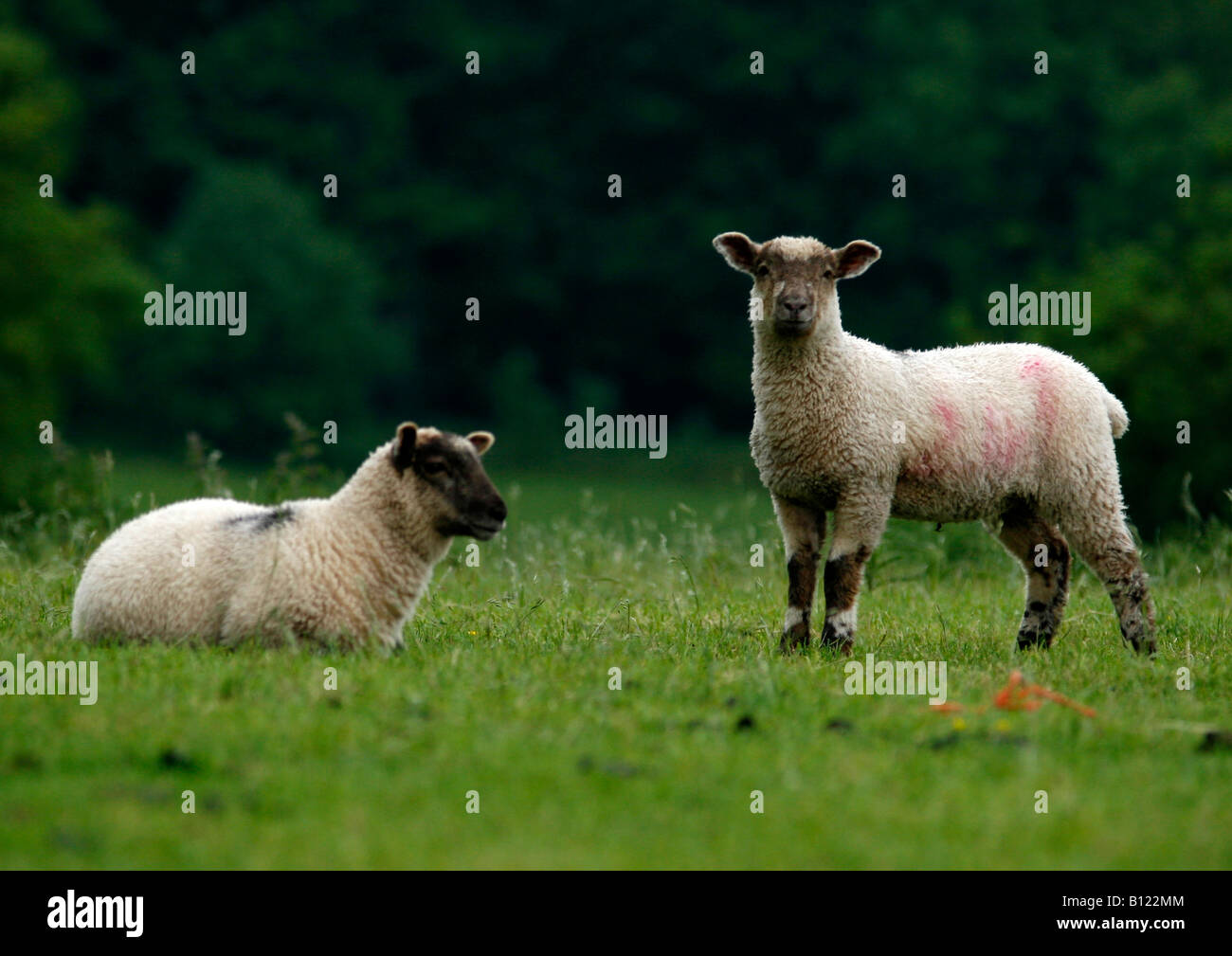 Sheep standing and lying down hi-res stock photography and images - Alamy