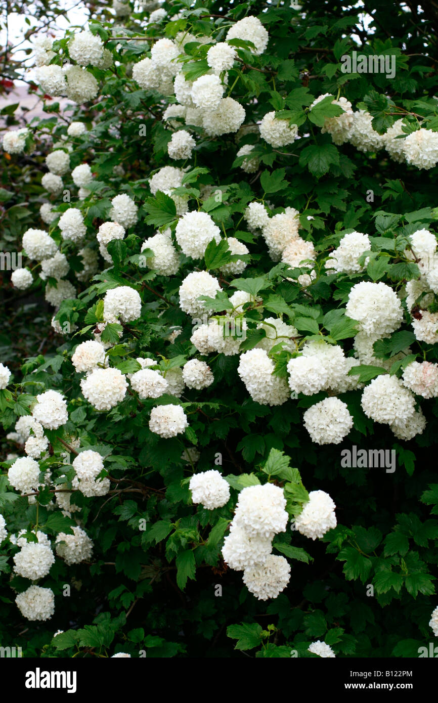 Viburnum opulus roseum hi-res stock photography and images - Alamy