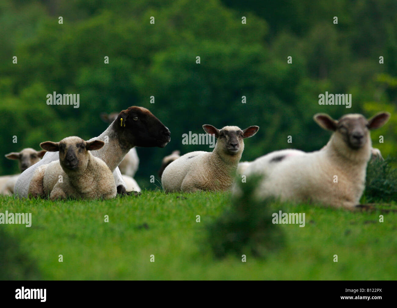 Sheep relaxing in Kent Stock Photo - Alamy